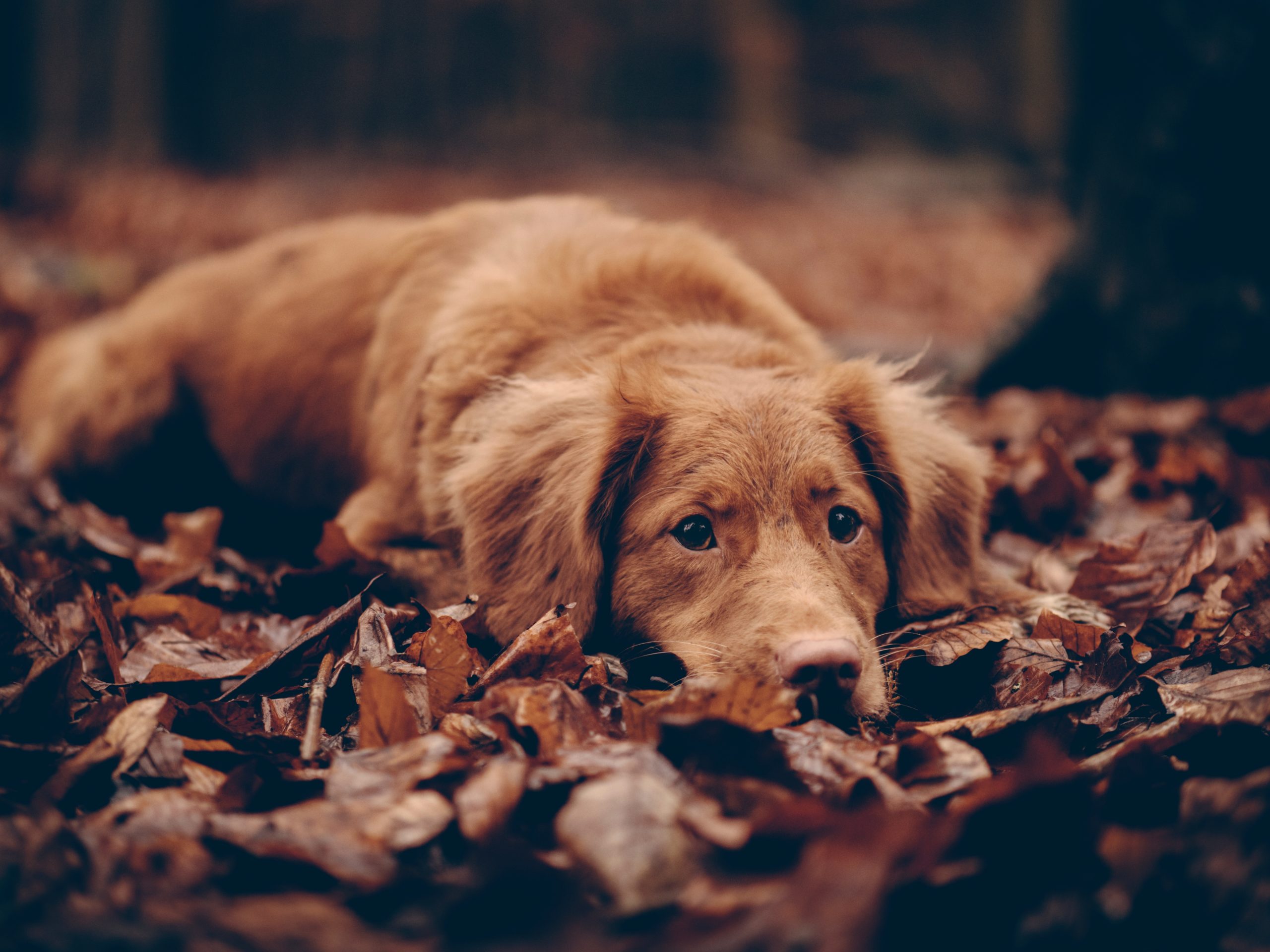 Fall Pet Safety Tips | DocuPet