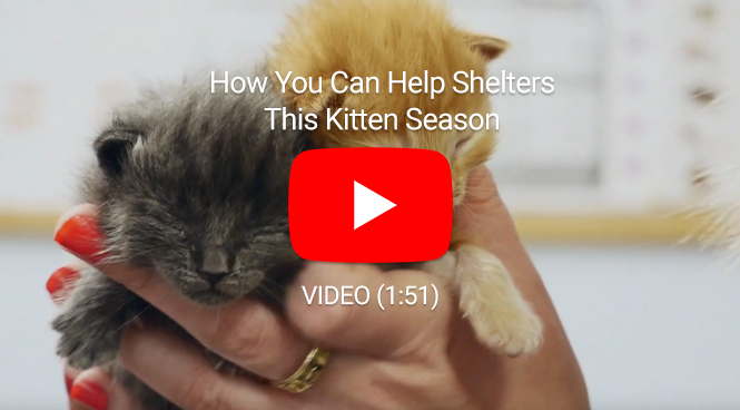 How You Can Help Shelters This Kitten Season | DocuPet