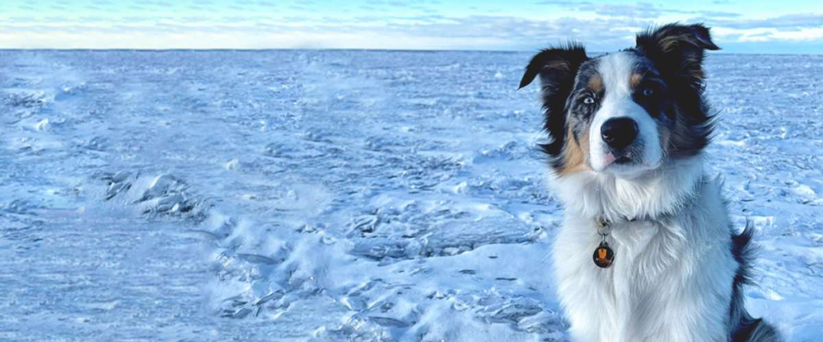 5 Tips For Getting Pets Enough Exercise on Bad Weather Days | DocuPet