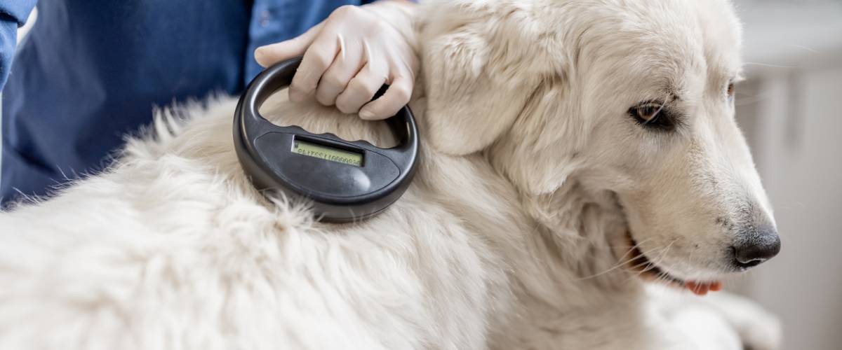 Why Your Pet's Microchip Isn't Enough | DocuPet