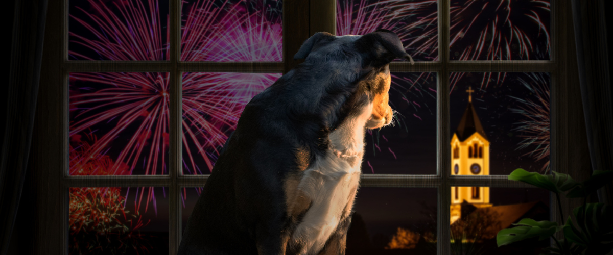 8 Ways To Prep Your Pet For Fireworks This Summer | DocuPet