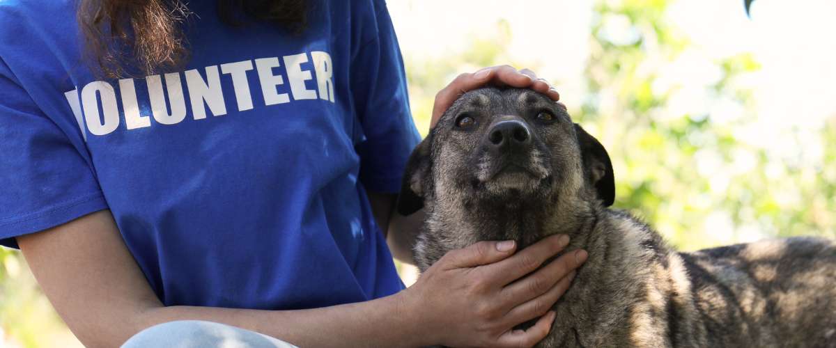 Here’s How You Can Help Shelter Animals In Need | DocuPet